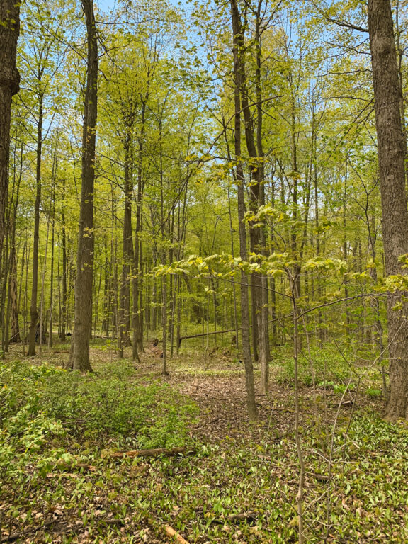 7 Best Things to Do in Vaughan (Activities & More!)